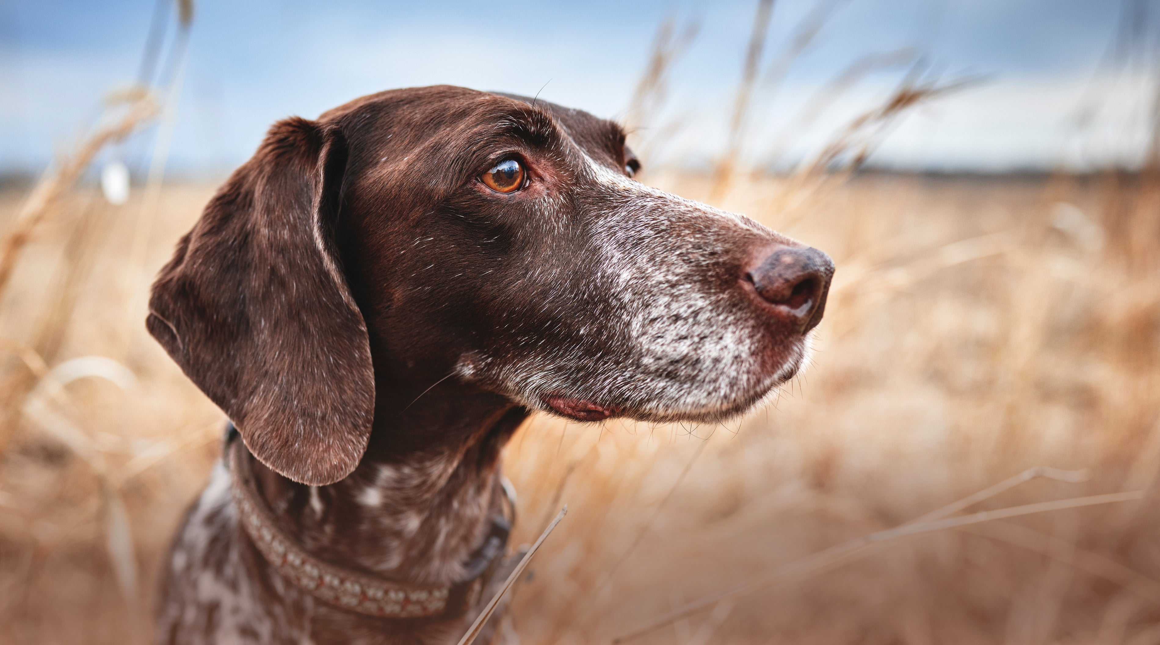 PicoPets Formulas – RnA ReSet